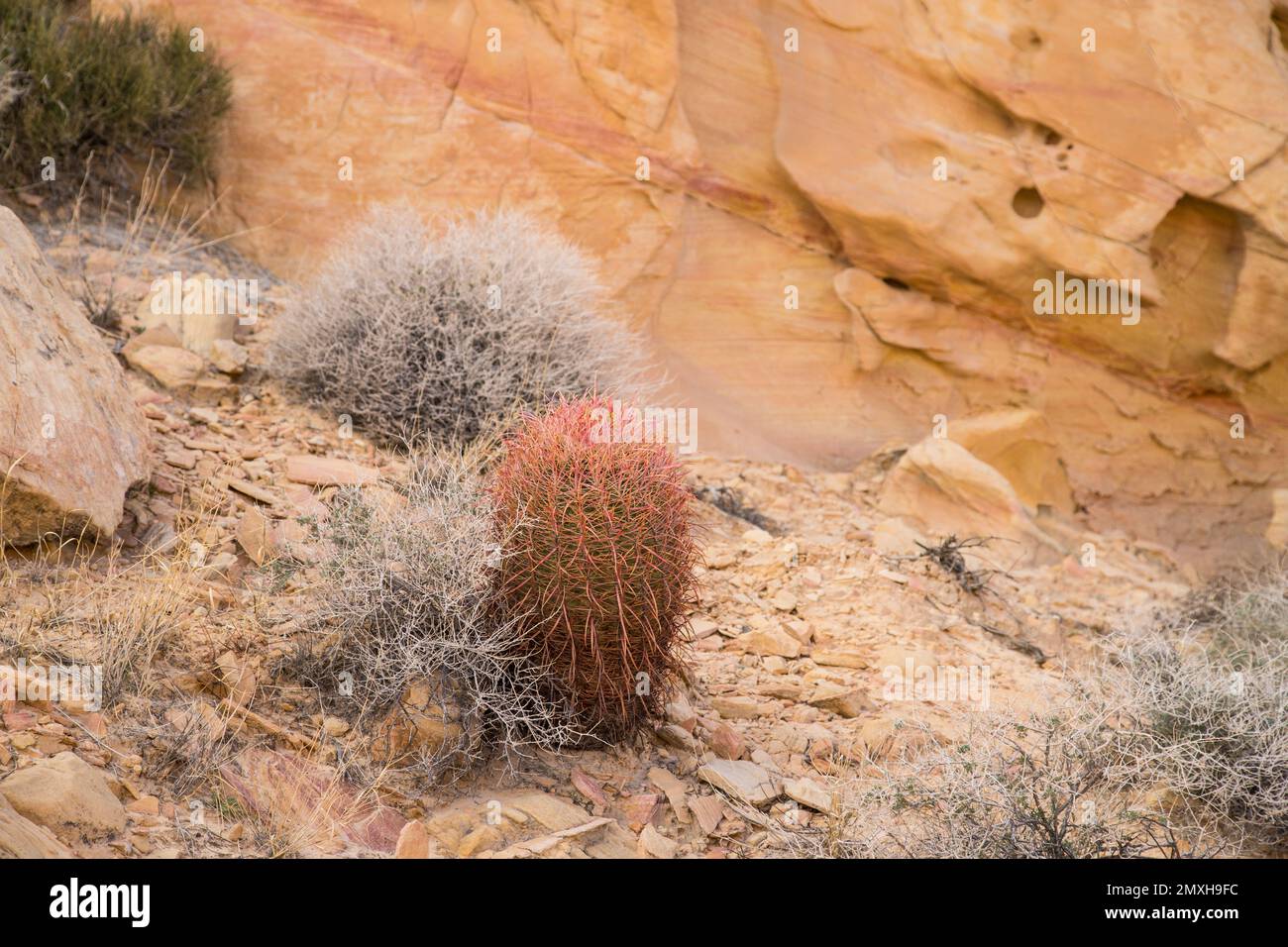 Valley of fire fire wave hike hi-res stock photography and images - Alamy