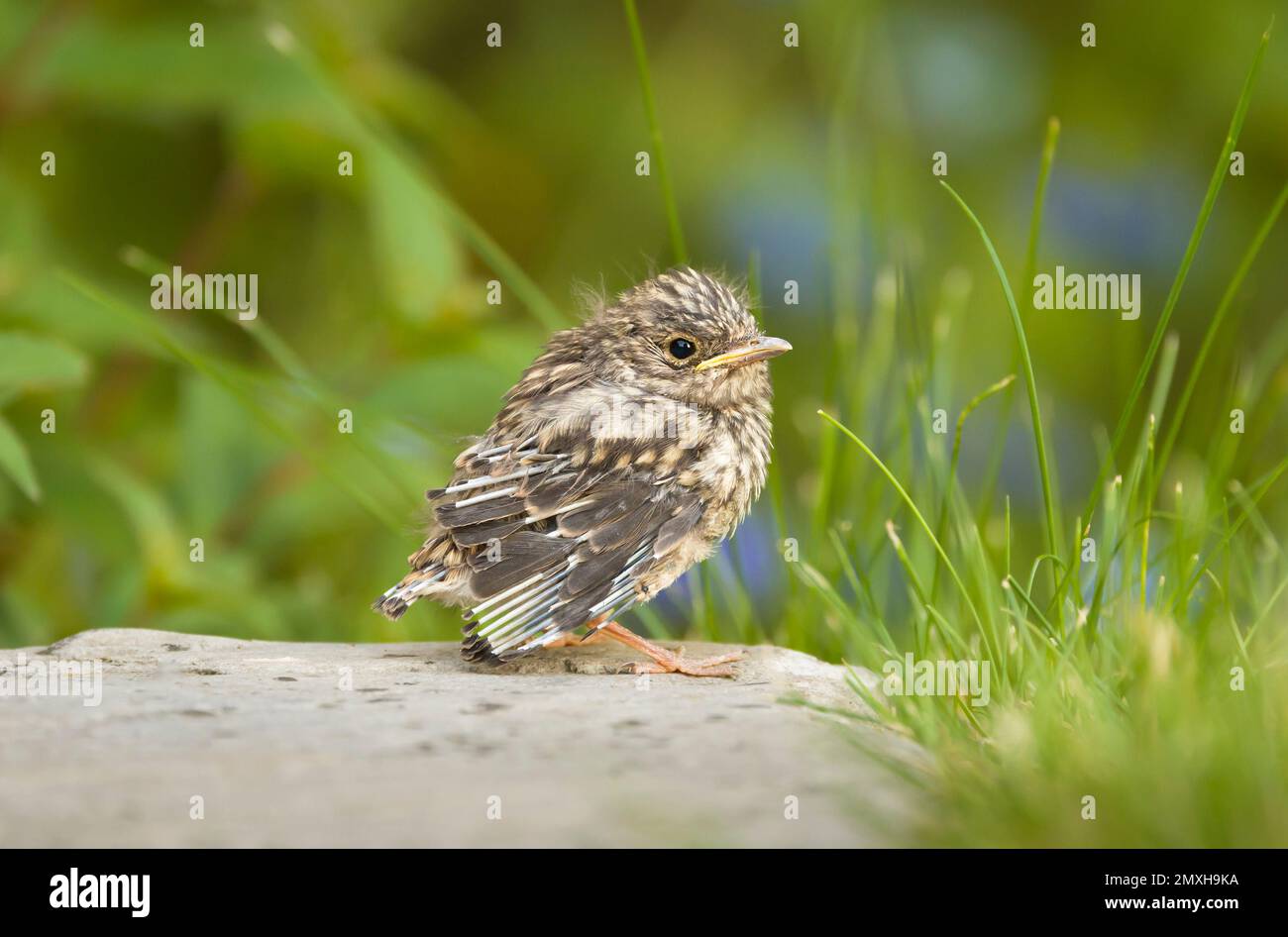 Spotted flycatcher (Muscicapa striata) chick, baby bird in a UK garden ...