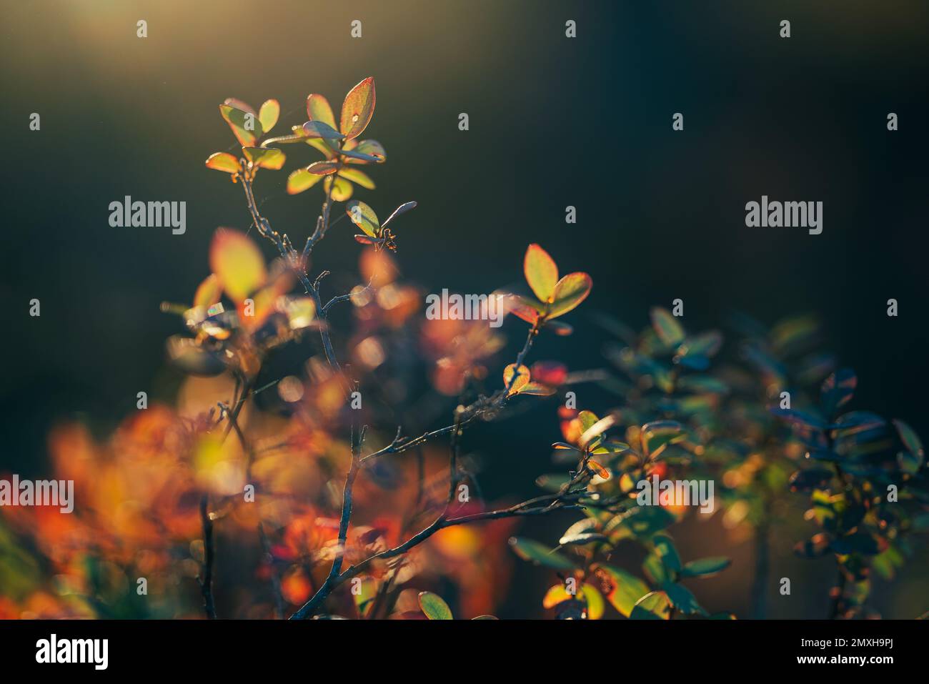 A selective focus of colorful Berberis microphylla plants with dark ...