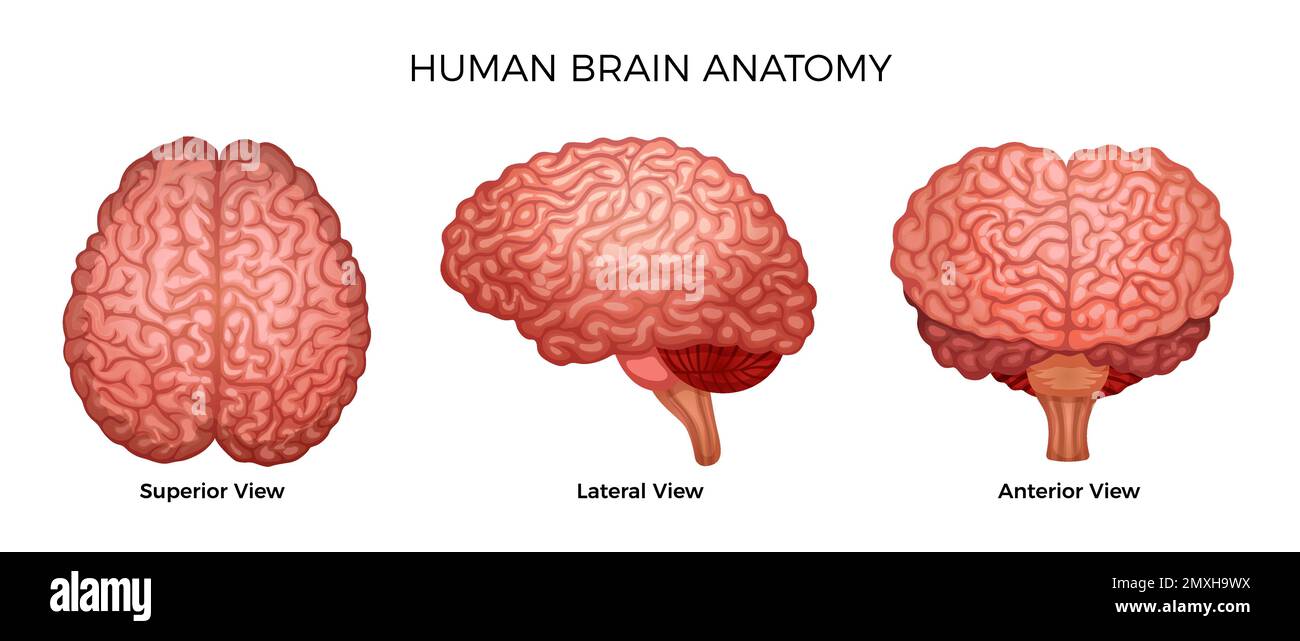 Human brain anatomy color set of superior lateral and anterior views of ...