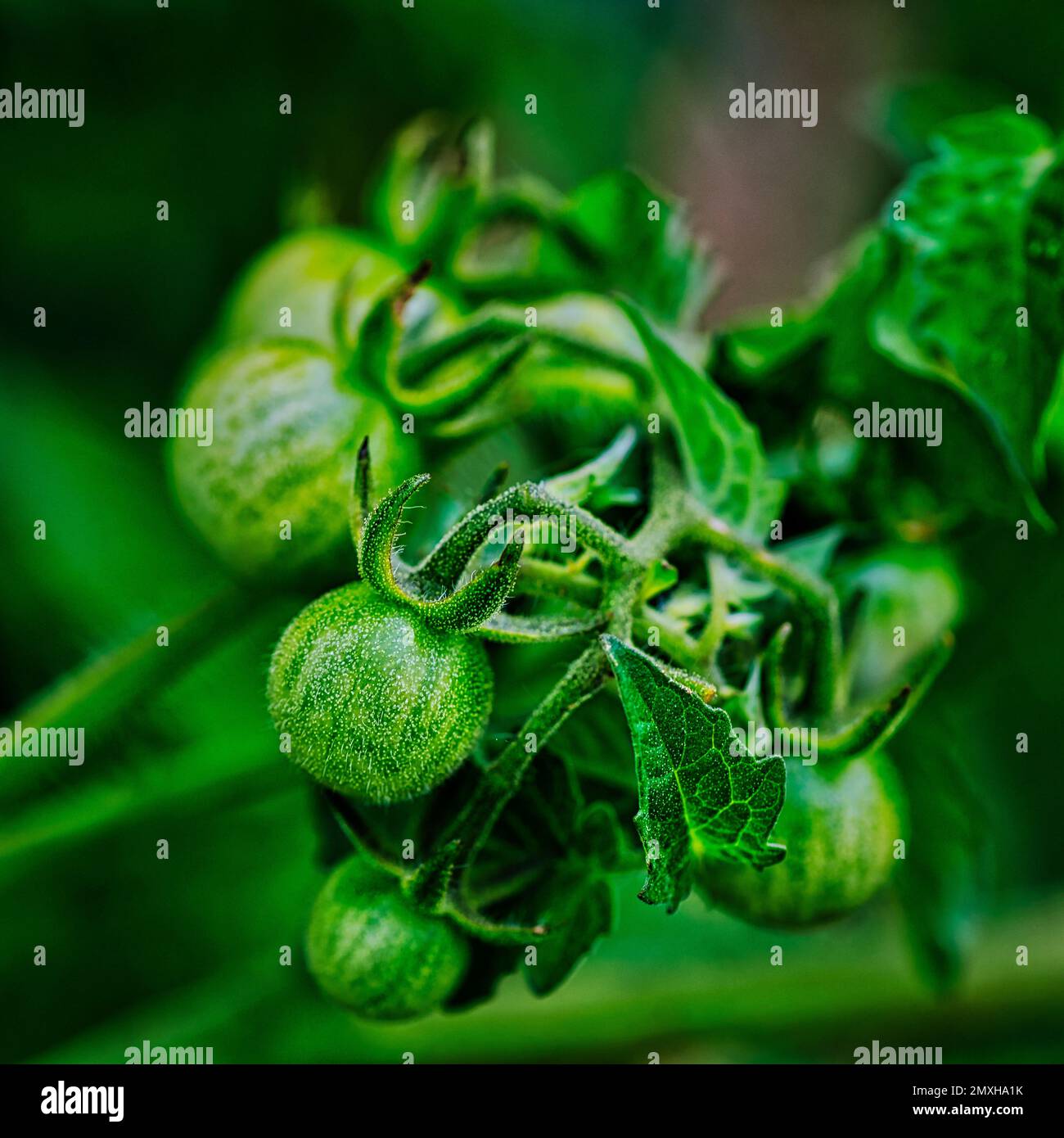 A closeup of Green Zebra fruit in a garden Stock Photo - Alamy