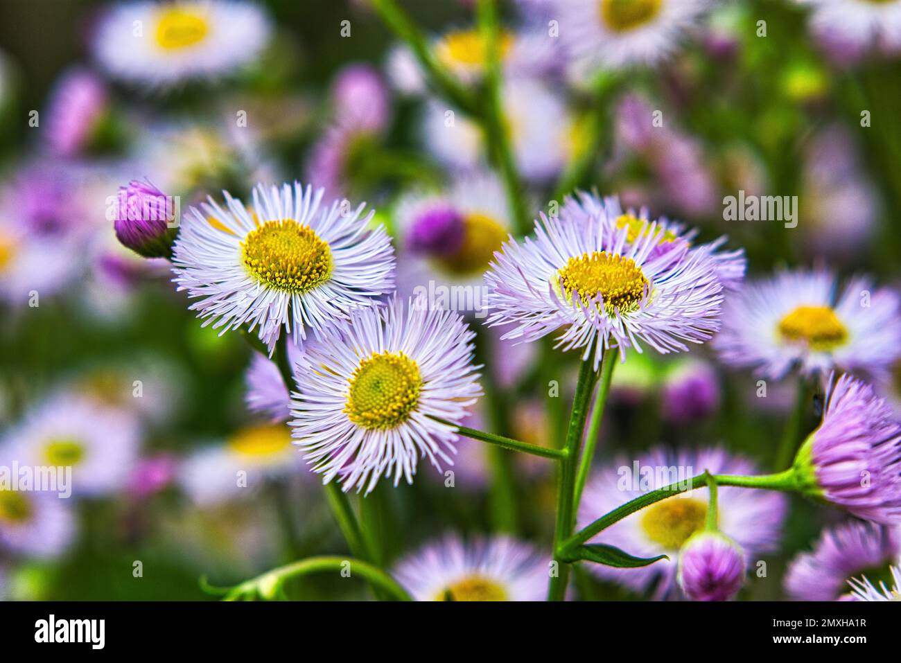 Philadelphia fleabane hi-res stock photography and images - Alamy
