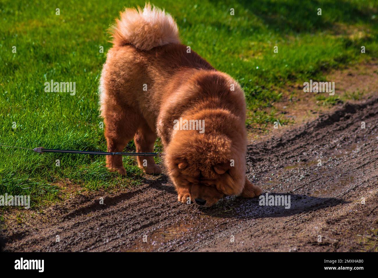 The brown, furry Chow chow dog (Canis lupus familiaris) standing on the mud, drinking water near ...