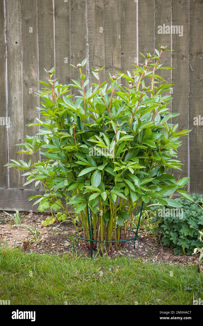 Peony plant support frame or cage. Peonies growing in a flower bed in a ...