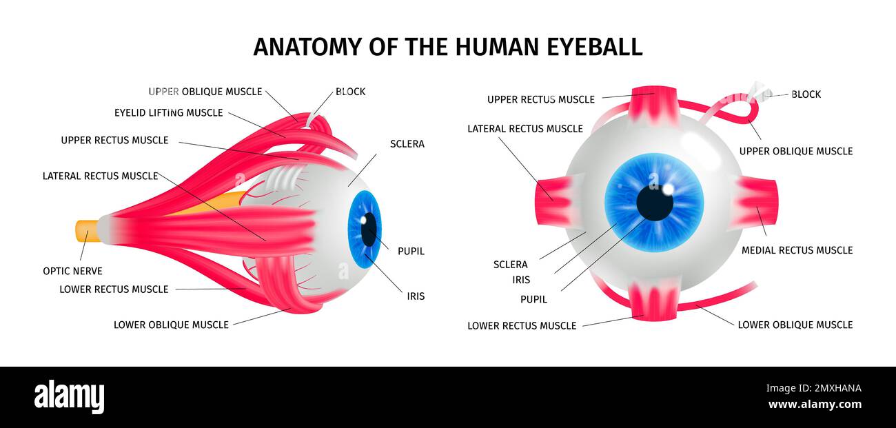 Colored ophthalmology poster with isolated front and side view of human ...
