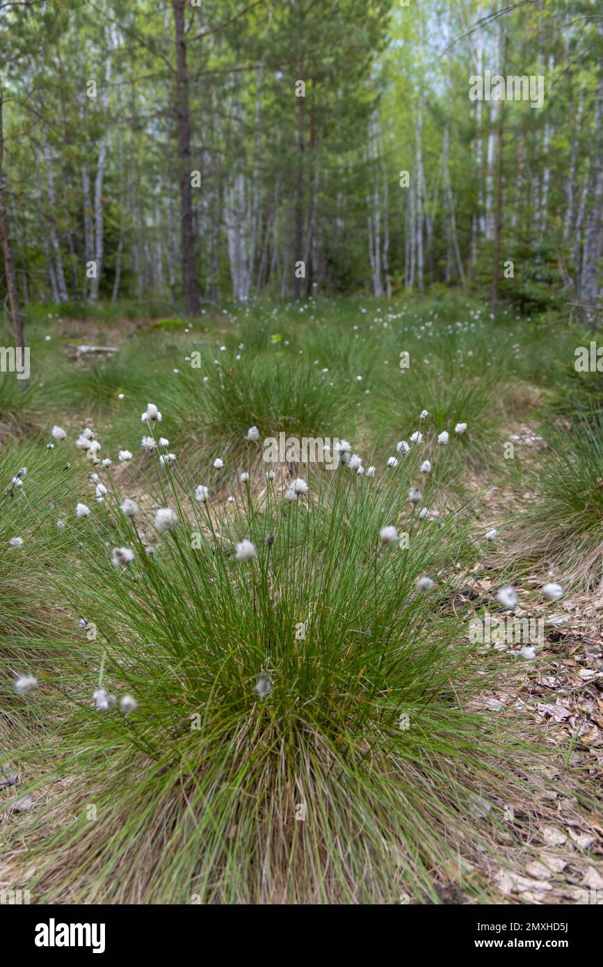 dry powder near Soumarsky most (Soumarske raseliniste), Nation park ...
