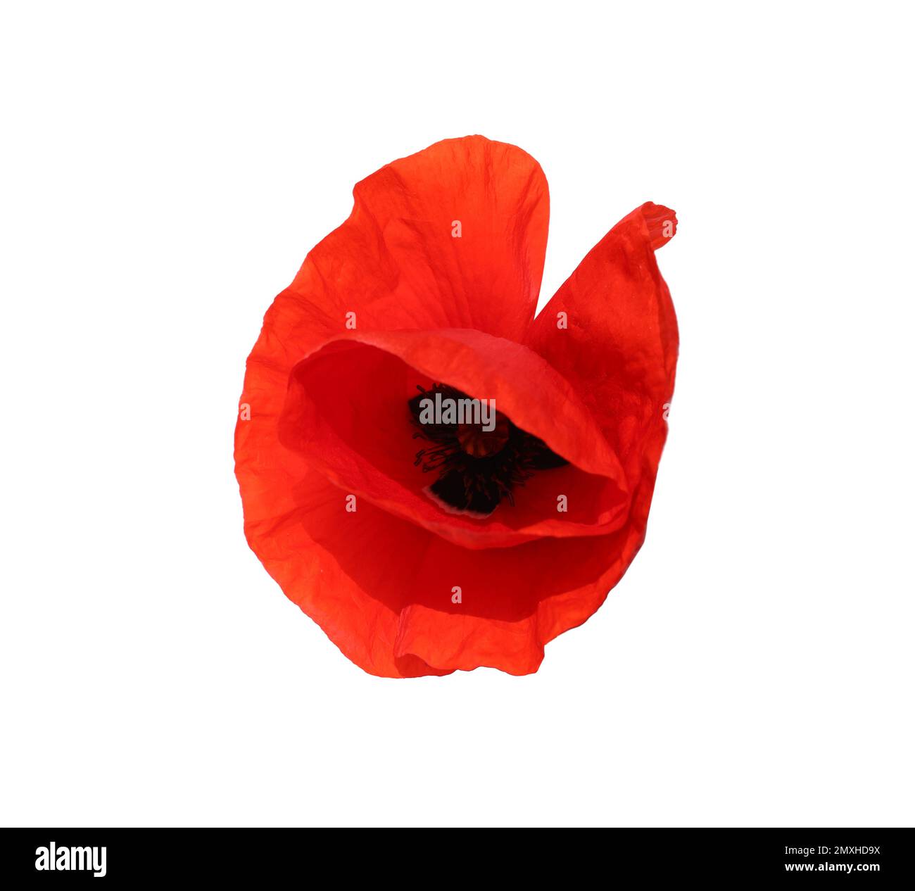Beautiful red poppy flower isolated on white Stock Photo - Alamy