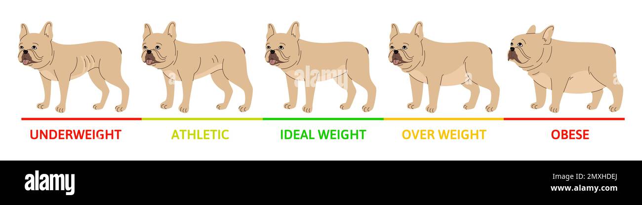 Feeding stages Stock Vector Images - Alamy