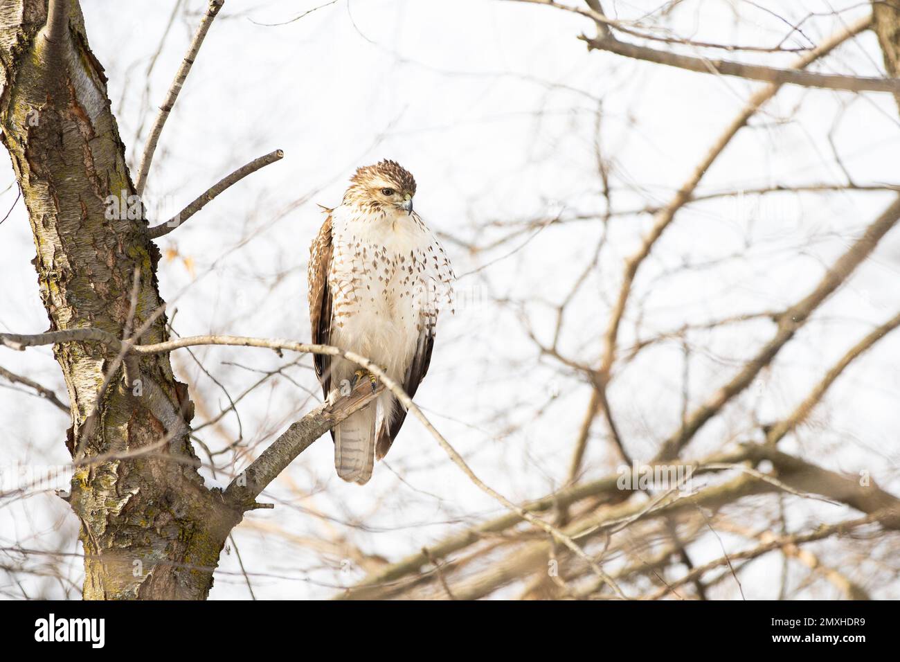A Red-tail hawk perched on a tree branch Stock Photo - Alamy