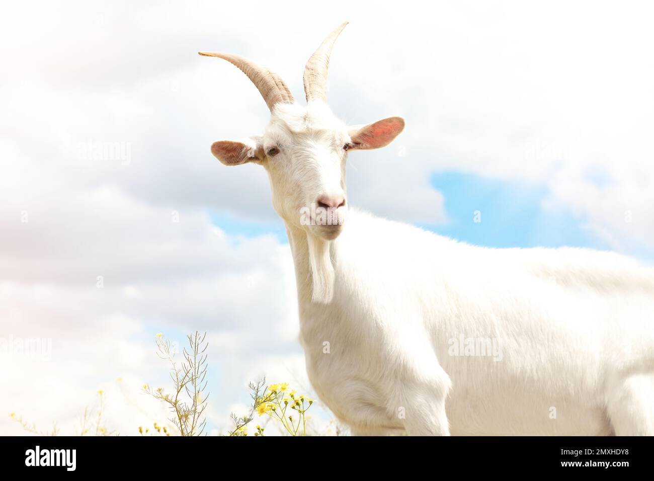 Beautiful white goat against cloudy sky. Animal husbandry Stock Photo ...