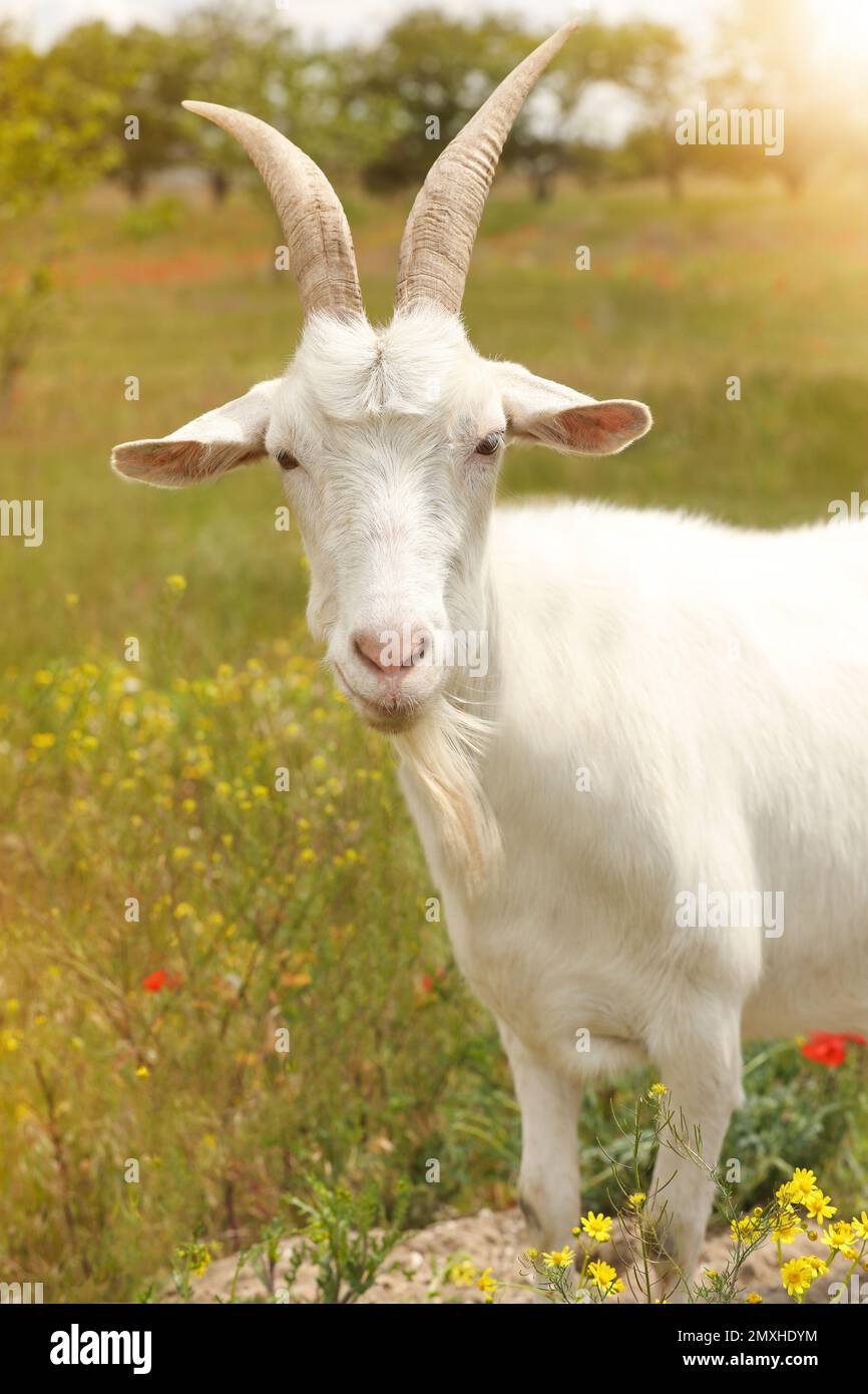 Modern animal livestock cute goat hi-res stock photography and images ...