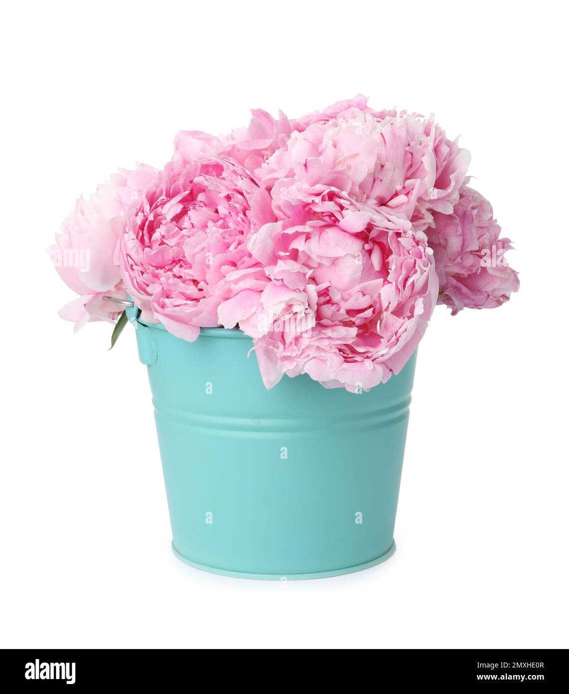 Beautiful peonies in bucket isolated on white Stock Photo - Alamy