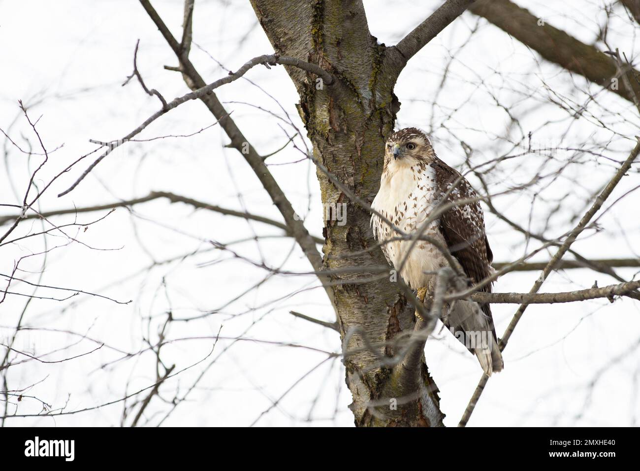 A Red-tail hawk perched on a tree branch Stock Photo - Alamy