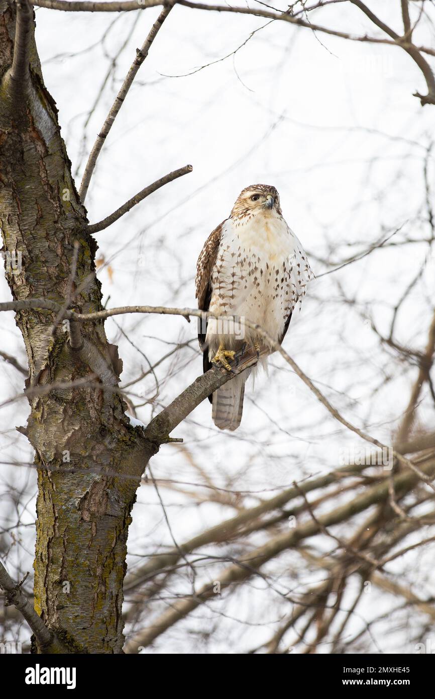 A Red-tail hawk perched on a tree branch Stock Photo - Alamy