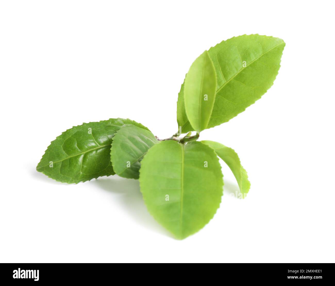 Green tea leaves isolated hi-res stock photography and images - Alamy