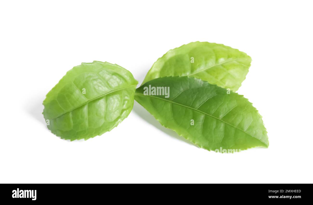 Fresh green tea leaves isolated on white Stock Photo - Alamy