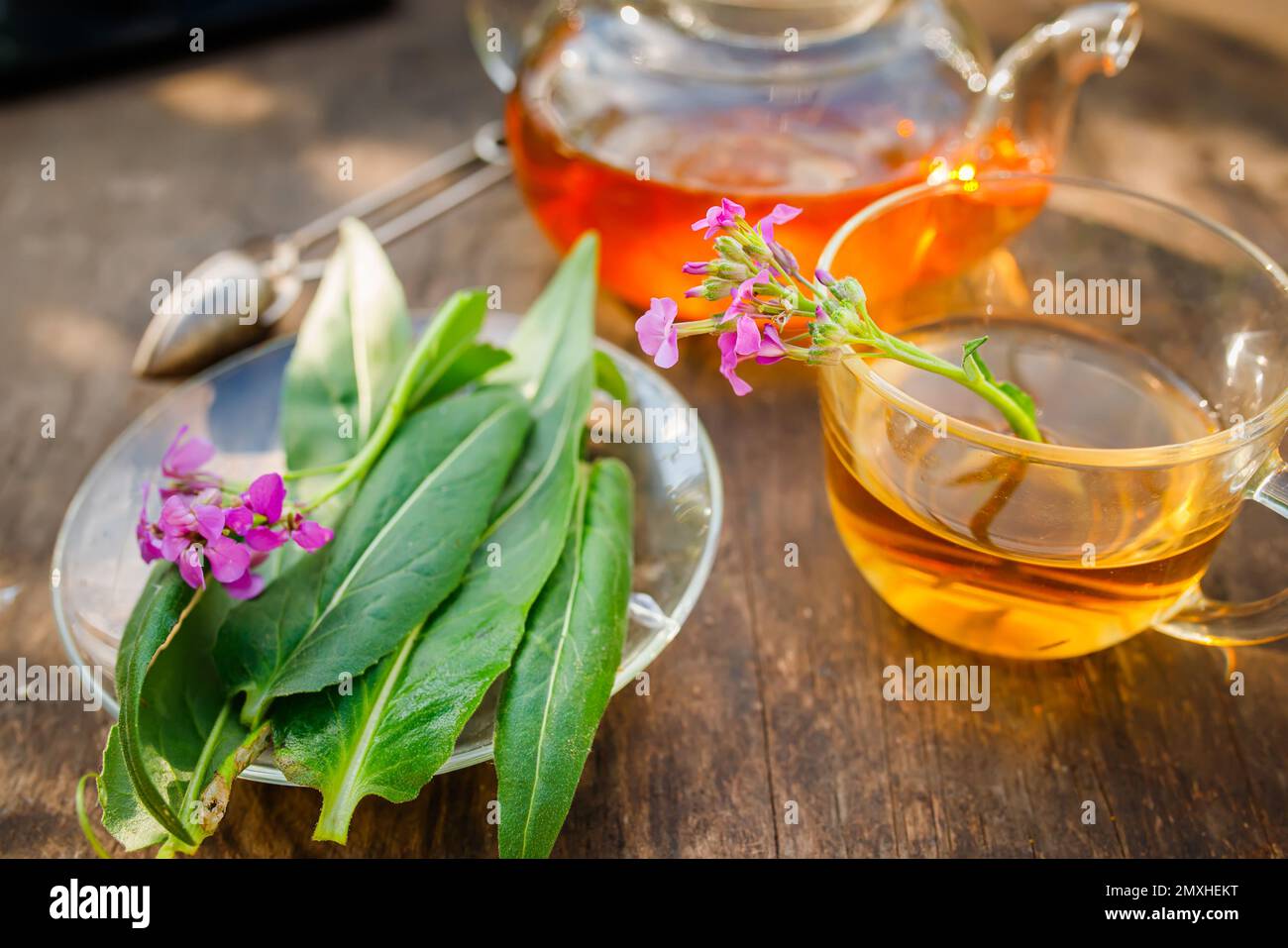 cup of herbal tea with fresh leaves and flowers Matthiola incana ...