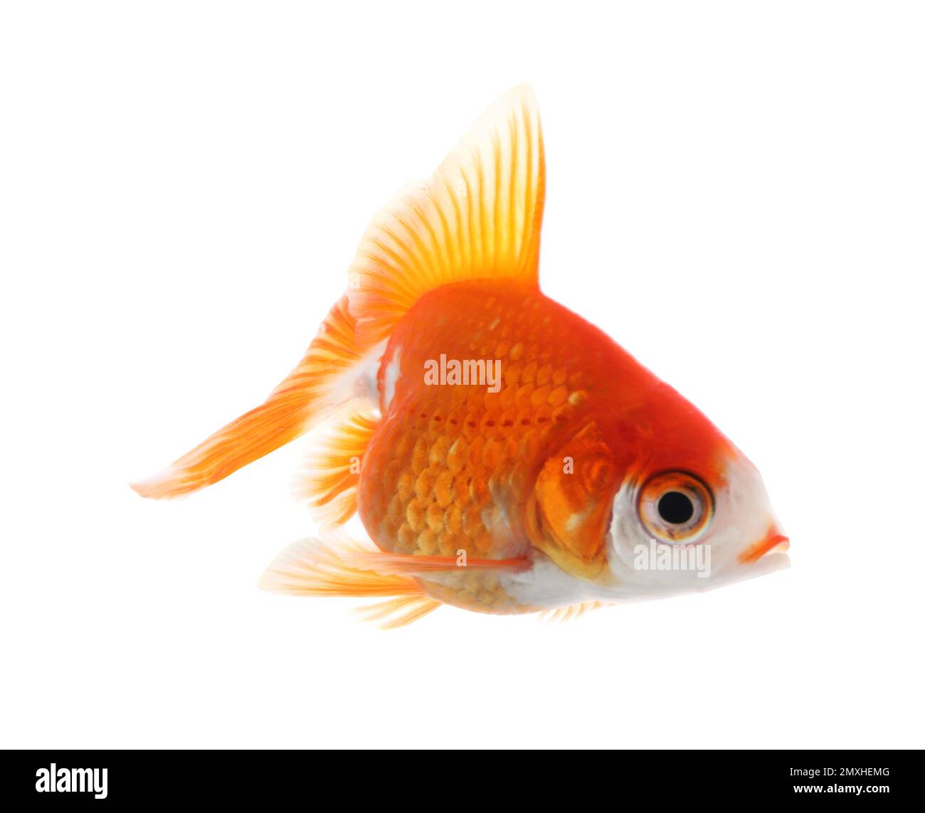 Beautiful bright small goldfish isolated on white Stock Photo - Alamy