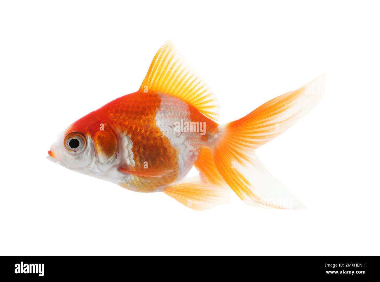 Beautiful bright small goldfish isolated on white Stock Photo - Alamy