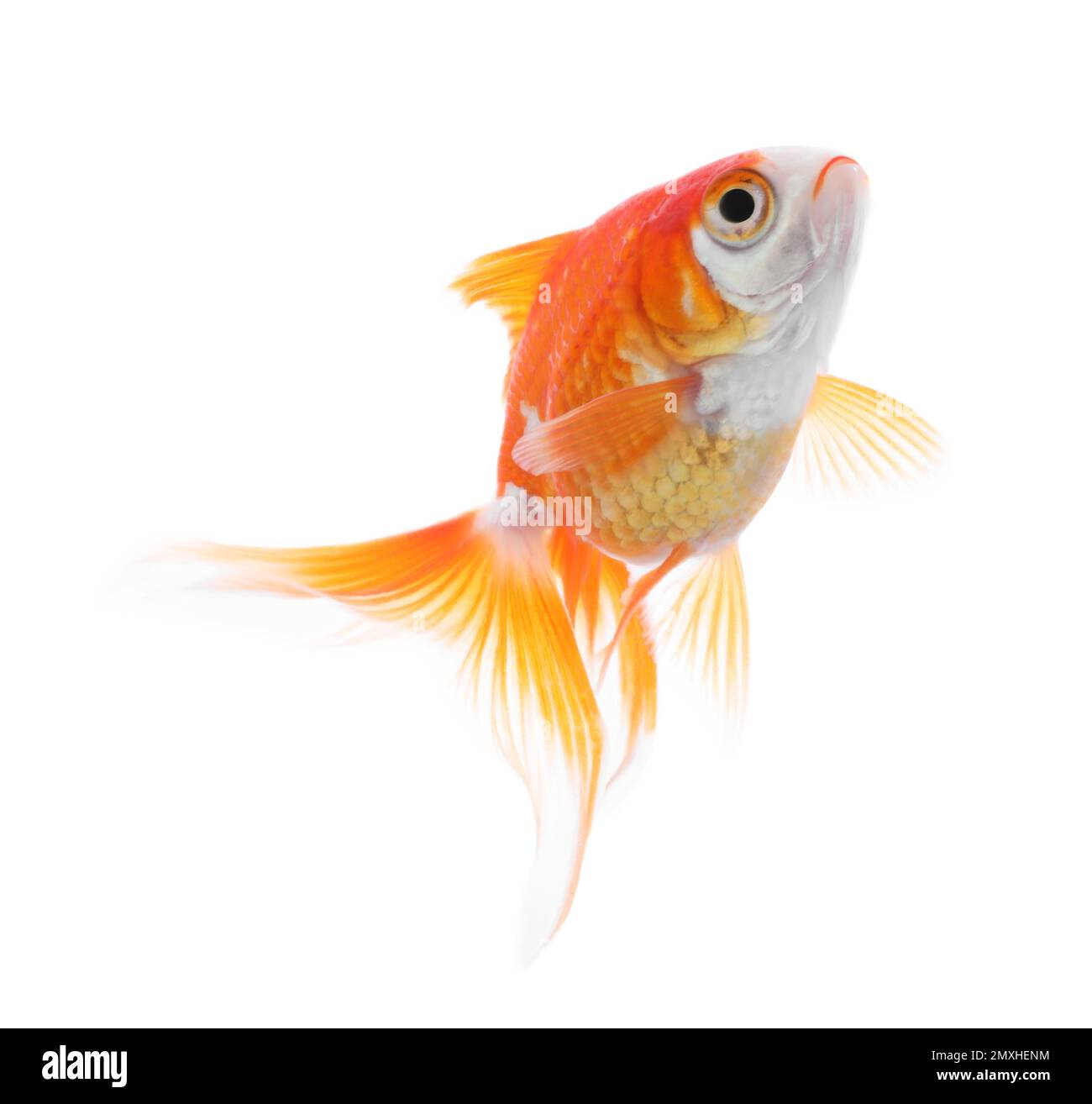 Beautiful bright small goldfish isolated on white Stock Photo - Alamy