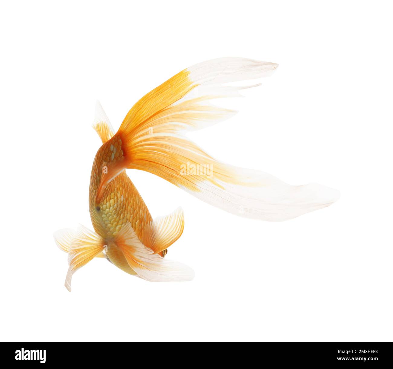 Beautiful bright small goldfish isolated on white Stock Photo - Alamy