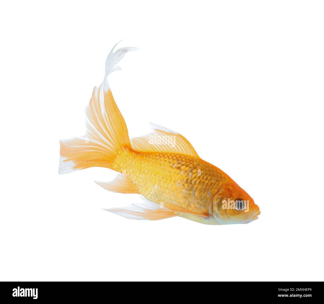 Common goldfish aquarium Cut Out Stock Images & Pictures - Alamy