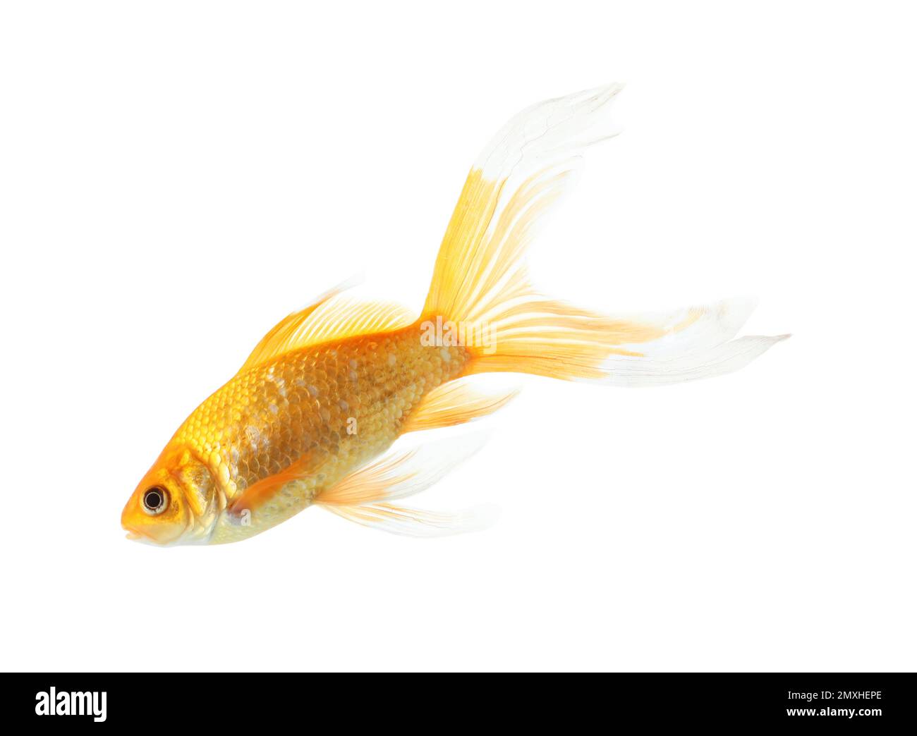 Beautiful bright small goldfish isolated on white Stock Photo - Alamy