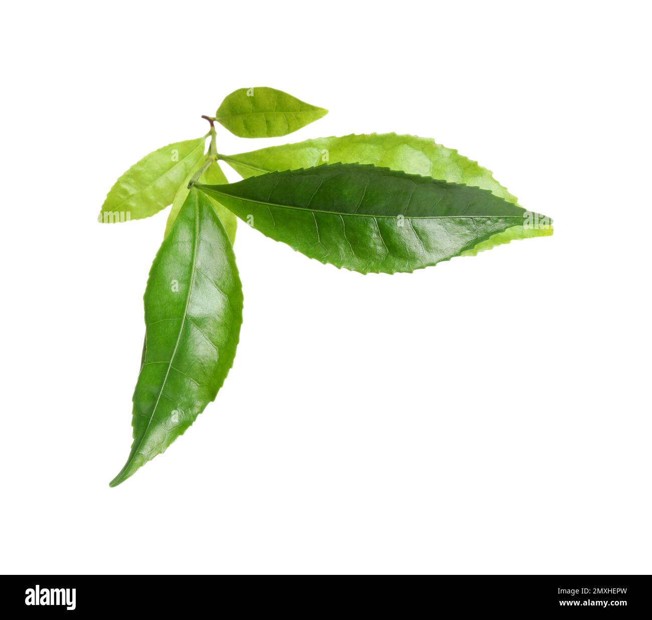 Green leaves of tea plant isolated on white Stock Photo - Alamy