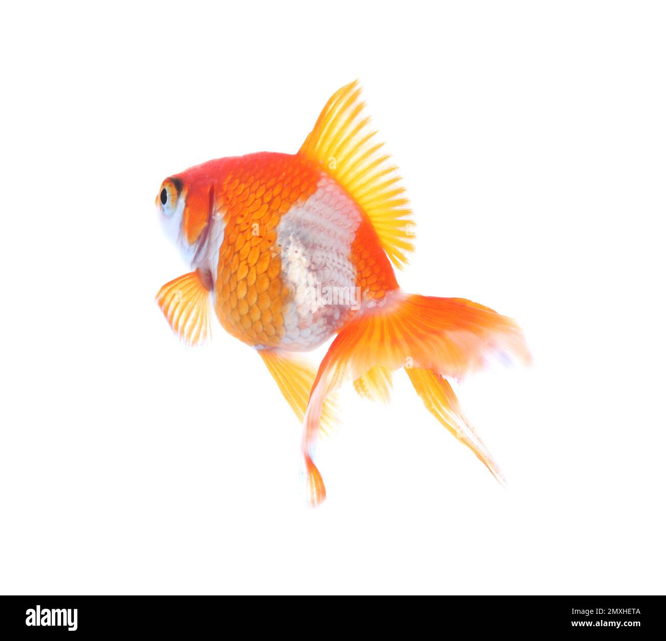 Beautiful bright small goldfish isolated on white Stock Photo - Alamy