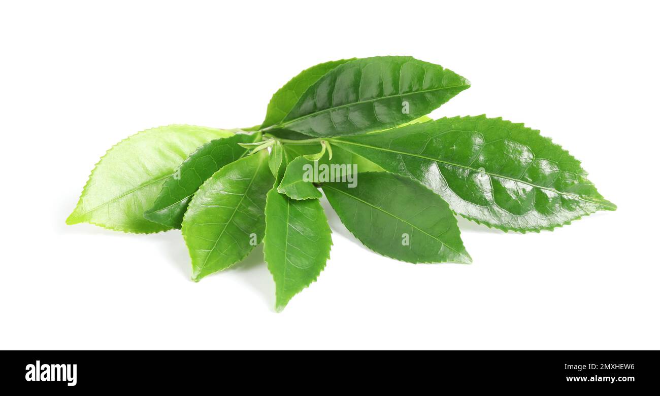Camellia sinensis tea plant leaves Cut Out Stock Images & Pictures - Alamy