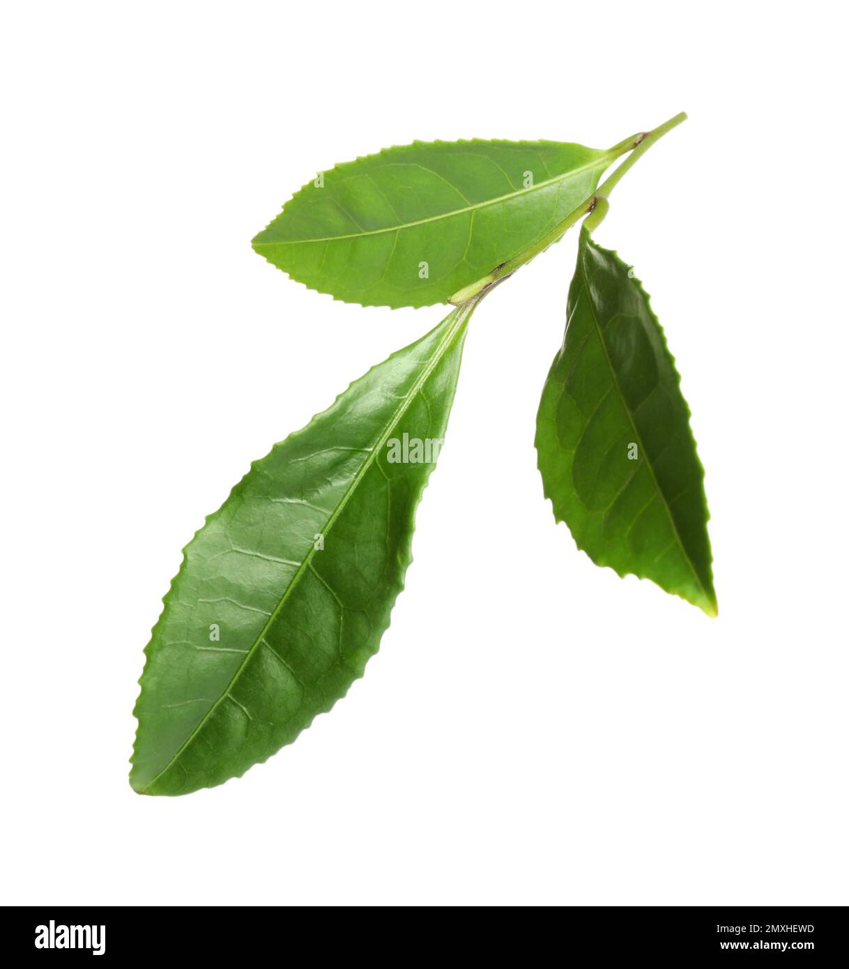 Green leaves of tea plant isolated on white Stock Photo - Alamy