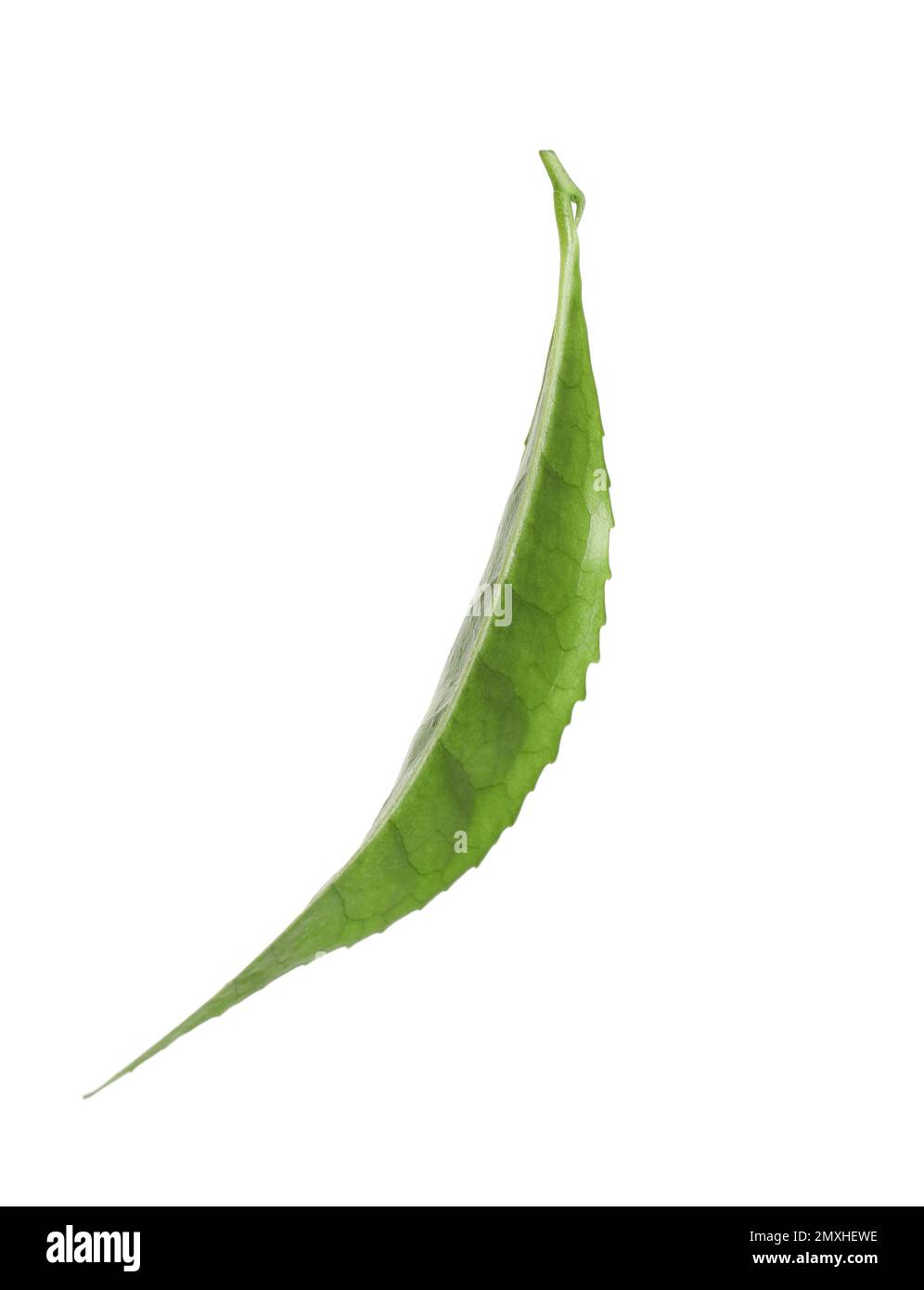 Green leaf of tea plant isolated on white Stock Photo - Alamy