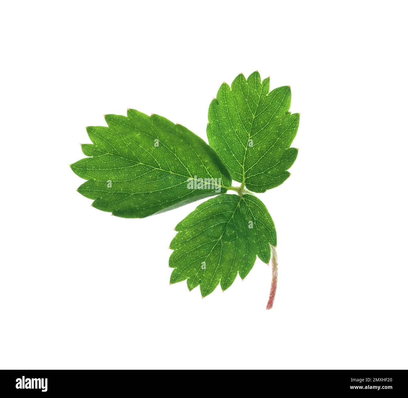 Organic farming small strawberry Cut Out Stock Images & Pictures - Alamy