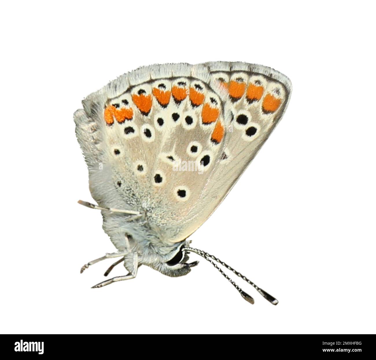 Beautiful bright butterfly flying on white background Stock Photo - Alamy