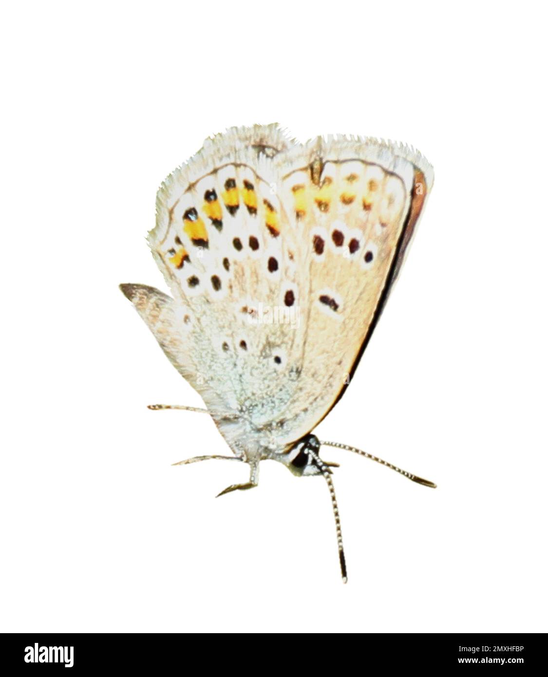 Beautiful bright butterfly flying on white background Stock Photo - Alamy