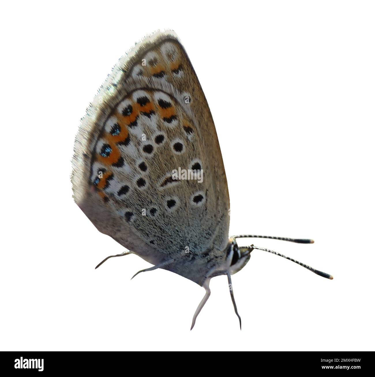 Beautiful bright butterfly flying on white background Stock Photo - Alamy