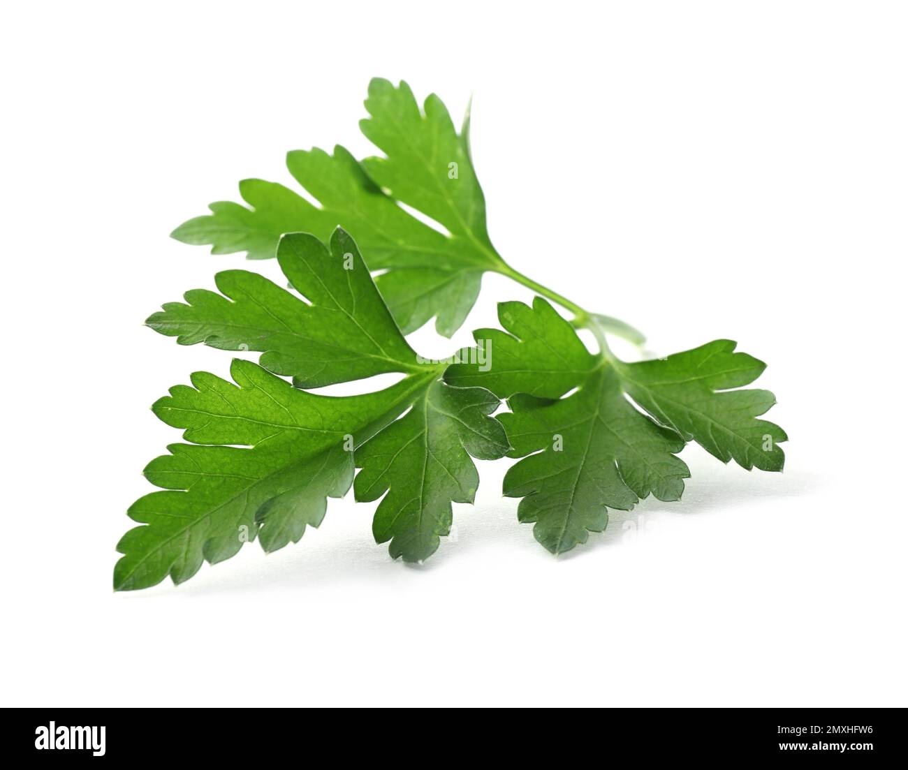 Fresh green organic parsley isolated on white Stock Photo - Alamy