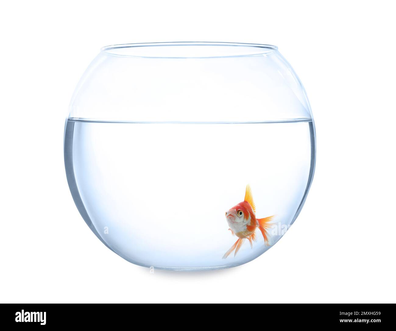 Goldfish ball hi-res stock photography and images - Alamy