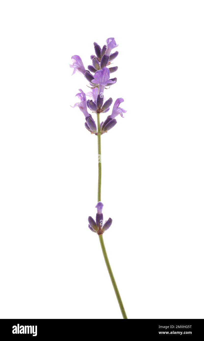 Beautiful fresh lavender flower isolated on white Stock Photo - Alamy