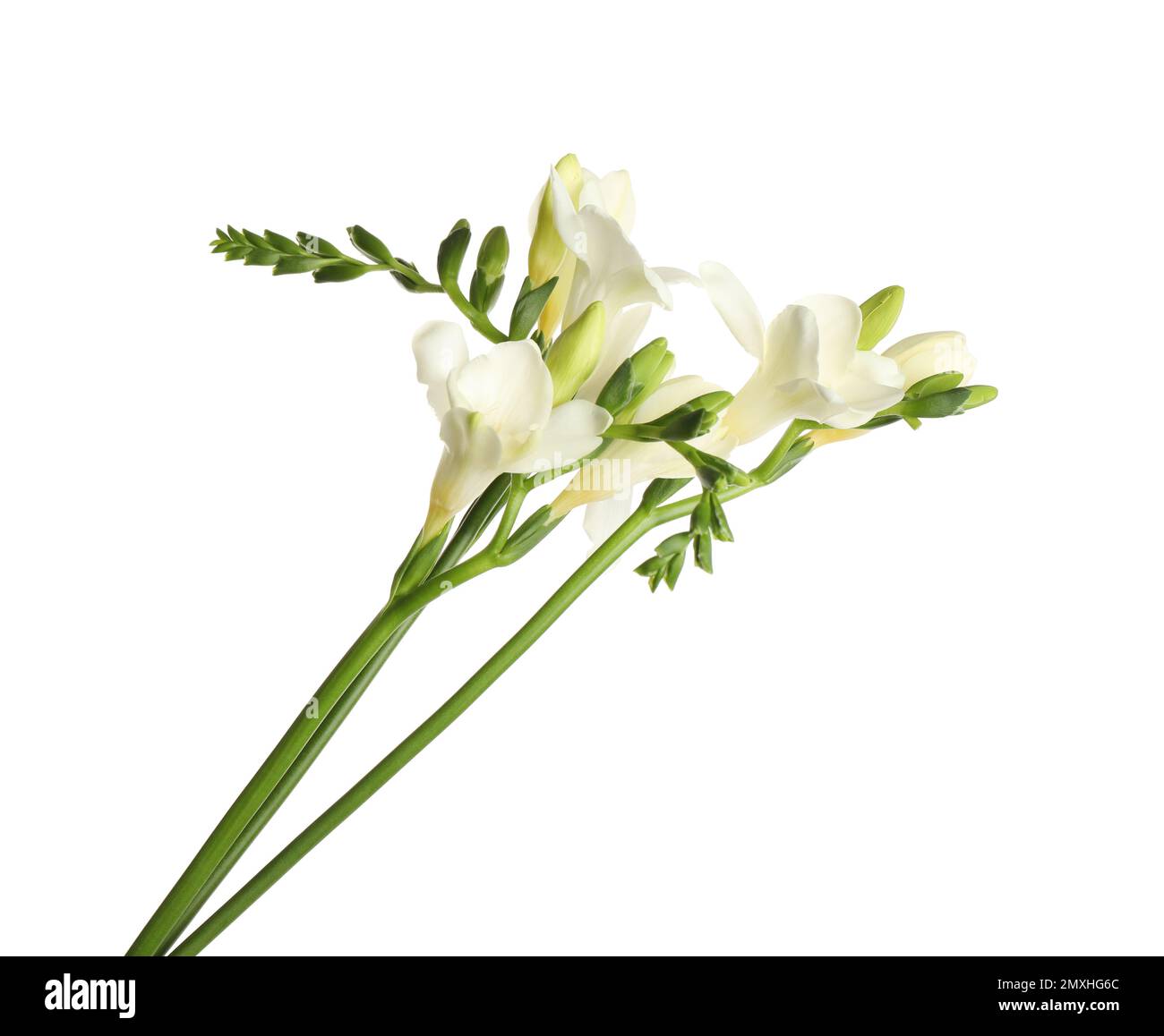 Beautiful blooming freesia flowers isolated on white Stock Photo - Alamy
