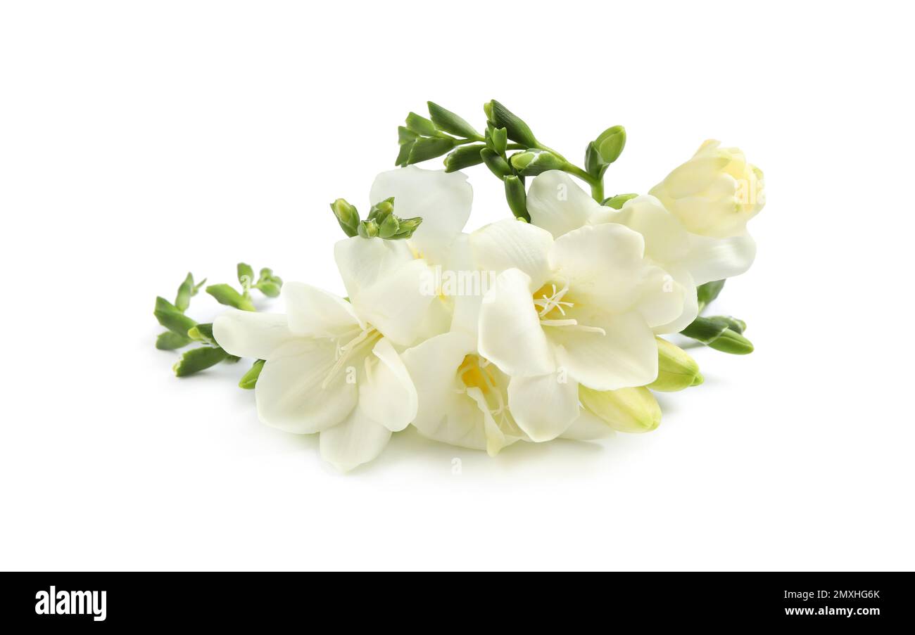 Beautiful tender freesia flowers on white background Stock Photo - Alamy