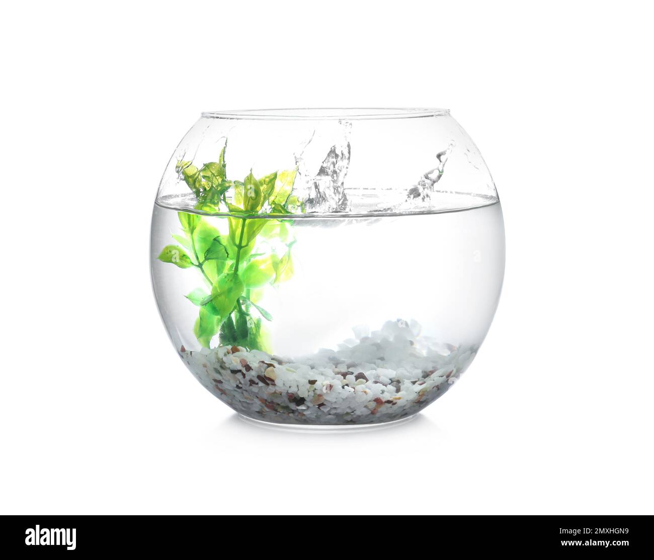 Splash of water in round fish bowl with decorative plant and pebbles on ...
