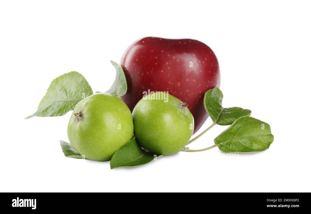 Fresh juicy apples with leaves isolated on white Stock Photo - Alamy