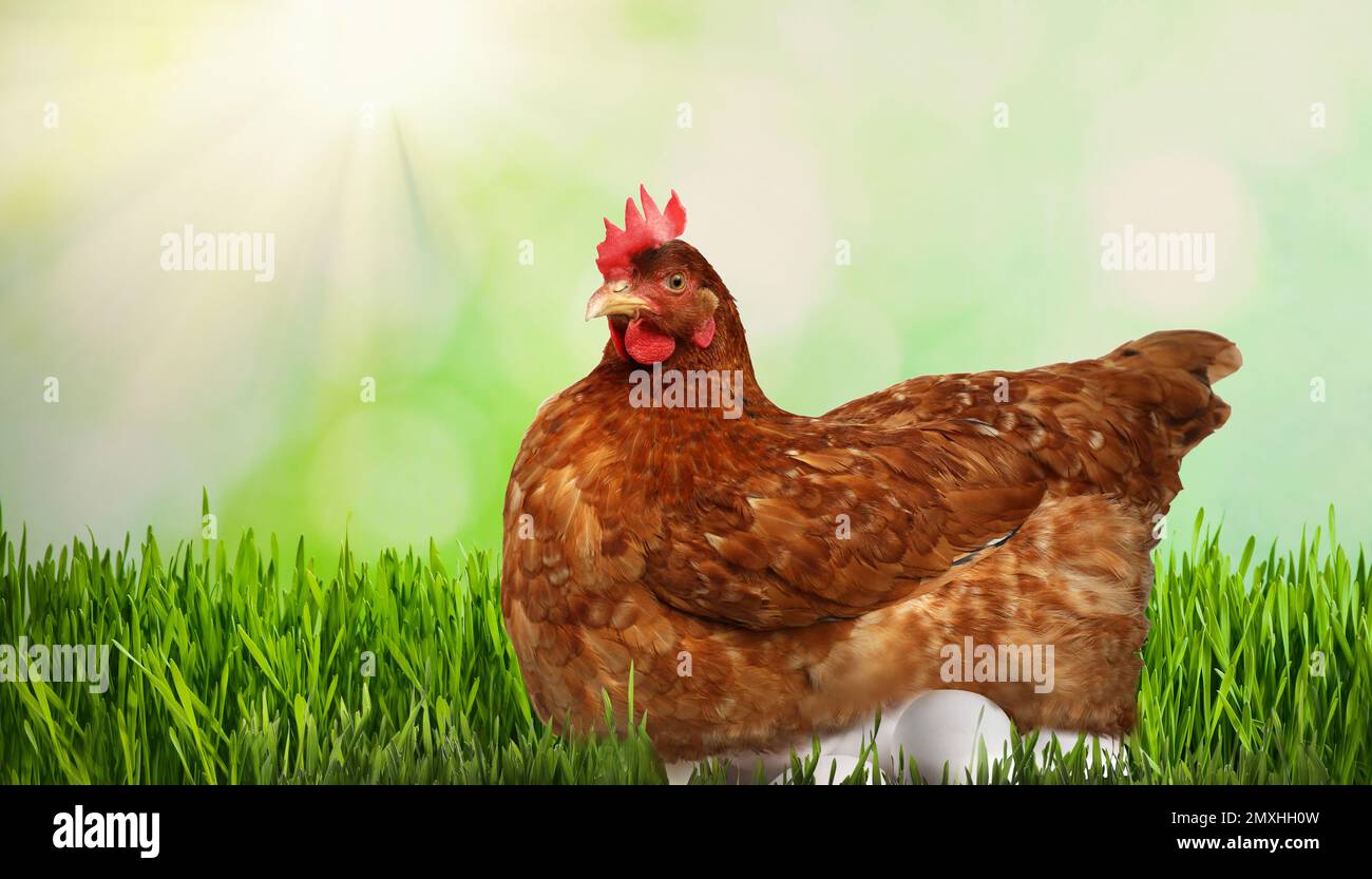 Beautiful chicken and eggs on green grass Stock Photo - Alamy