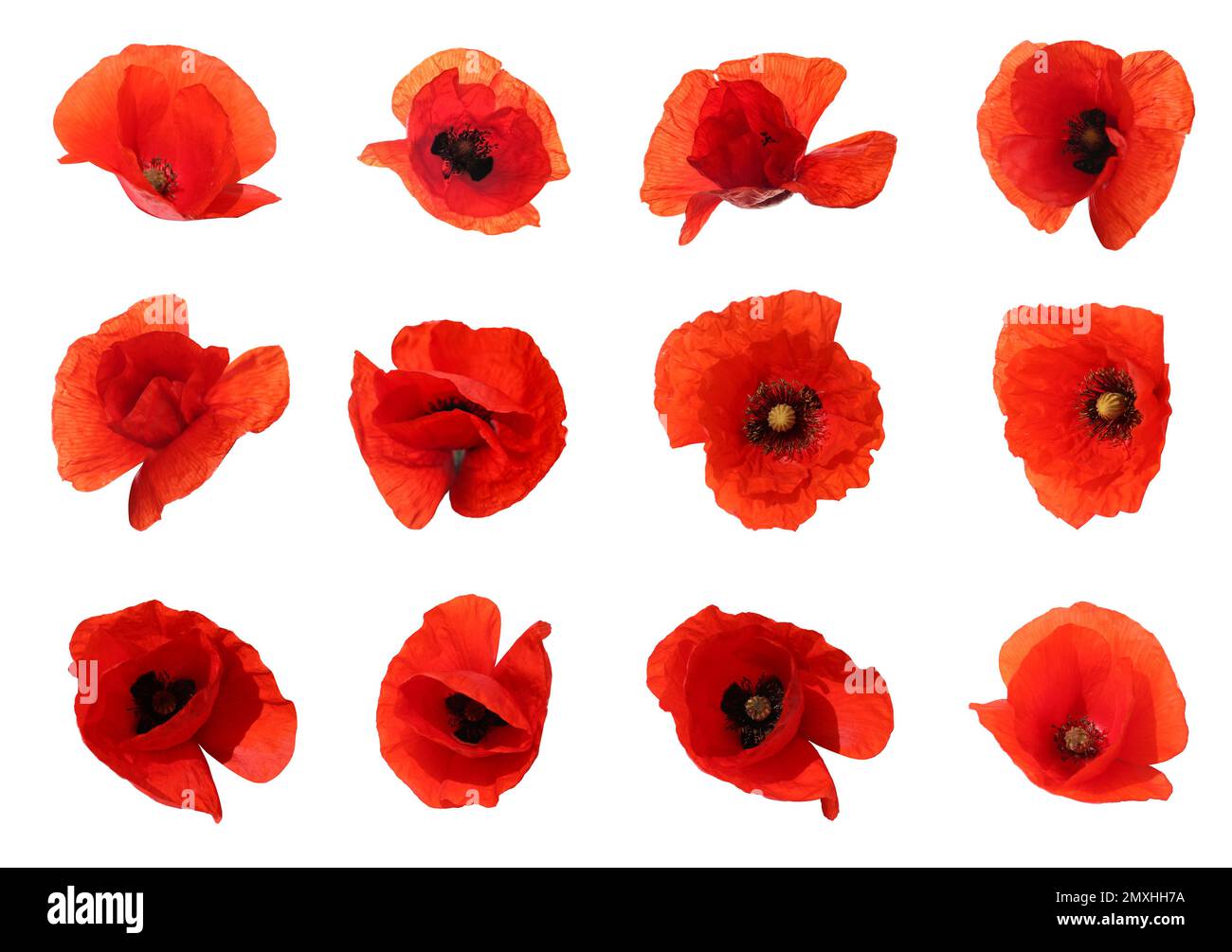 Set of beautiful red poppy flowers isolated on white, top view Stock ...
