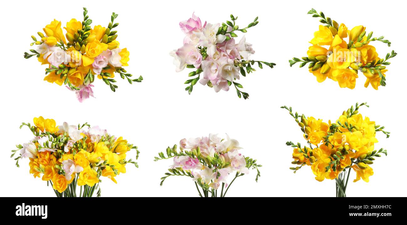 Set of beautiful freesia flowers on white background. Banner design ...