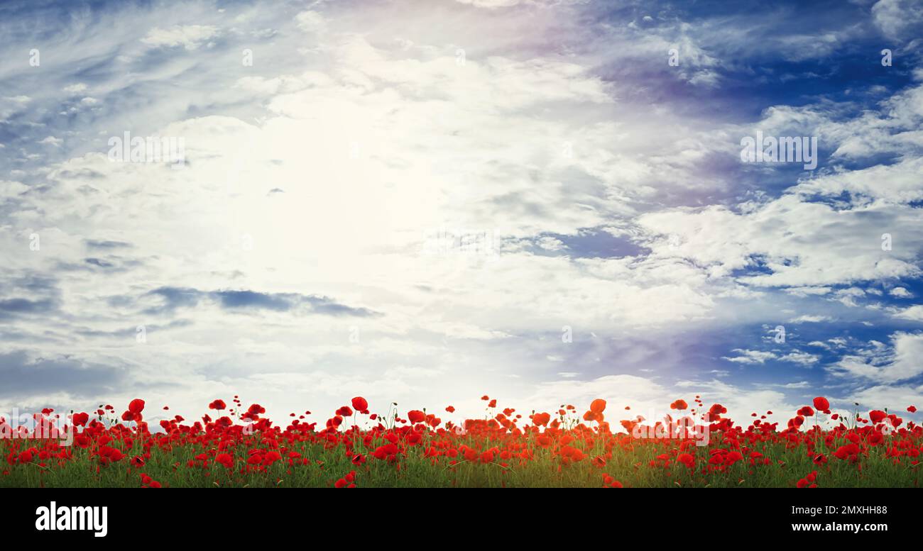 Beautiful red poppy flowers under blue sky with clouds, banner design ...