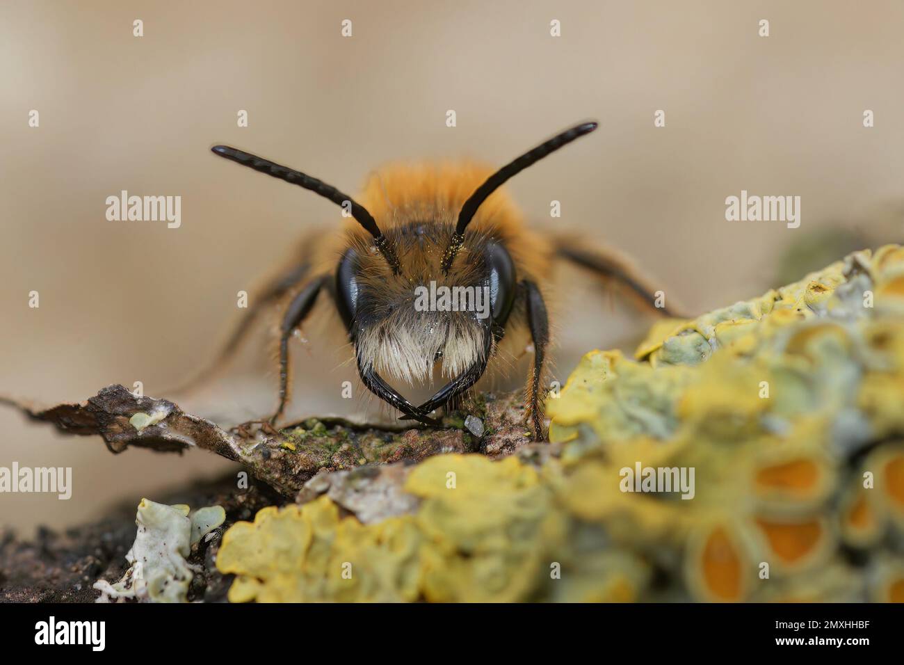 This sweet little bee is sitting on top of some mossy plants in a ...