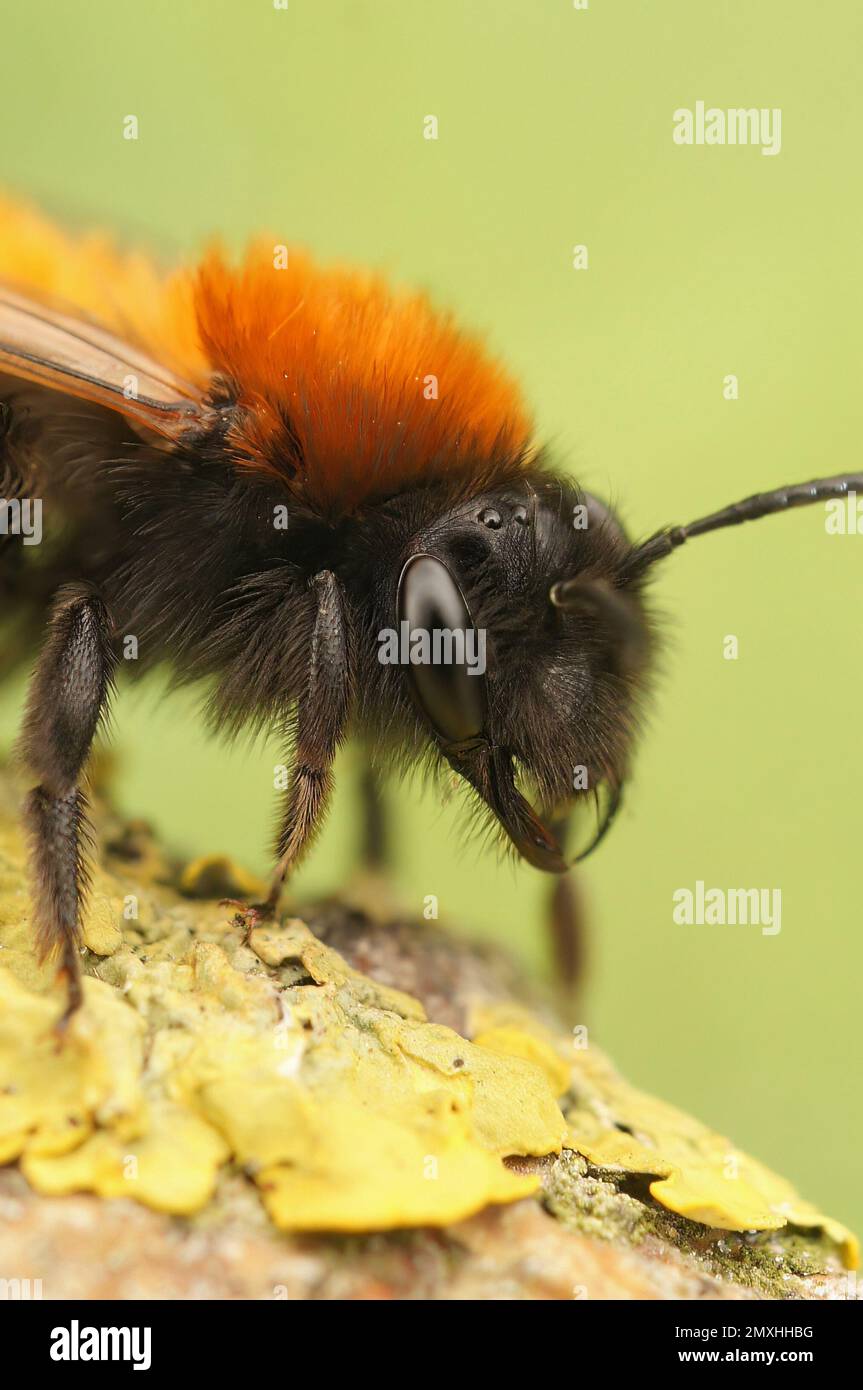 This stock photo features a bee on a tree branch next to other leaves ...