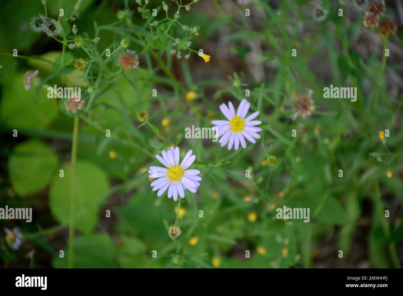 A closeup of two Kalimeris indica flowers Stock Photo - Alamy